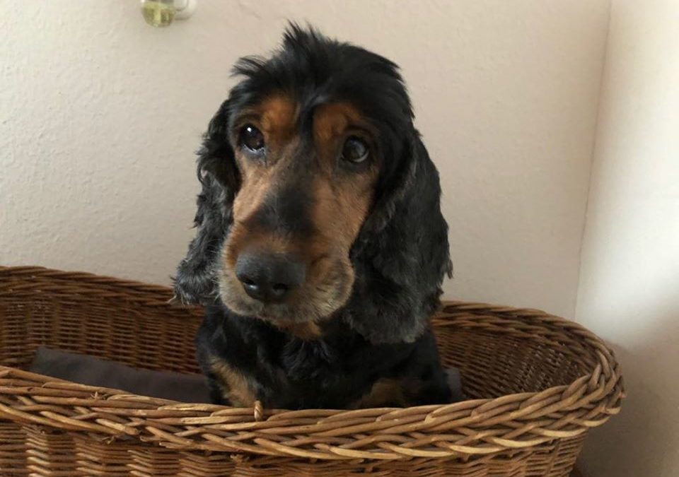 Hope | Cocker Spaniel-Hündin | 5 Jahre – Hundehilfe Piroschka e.V.