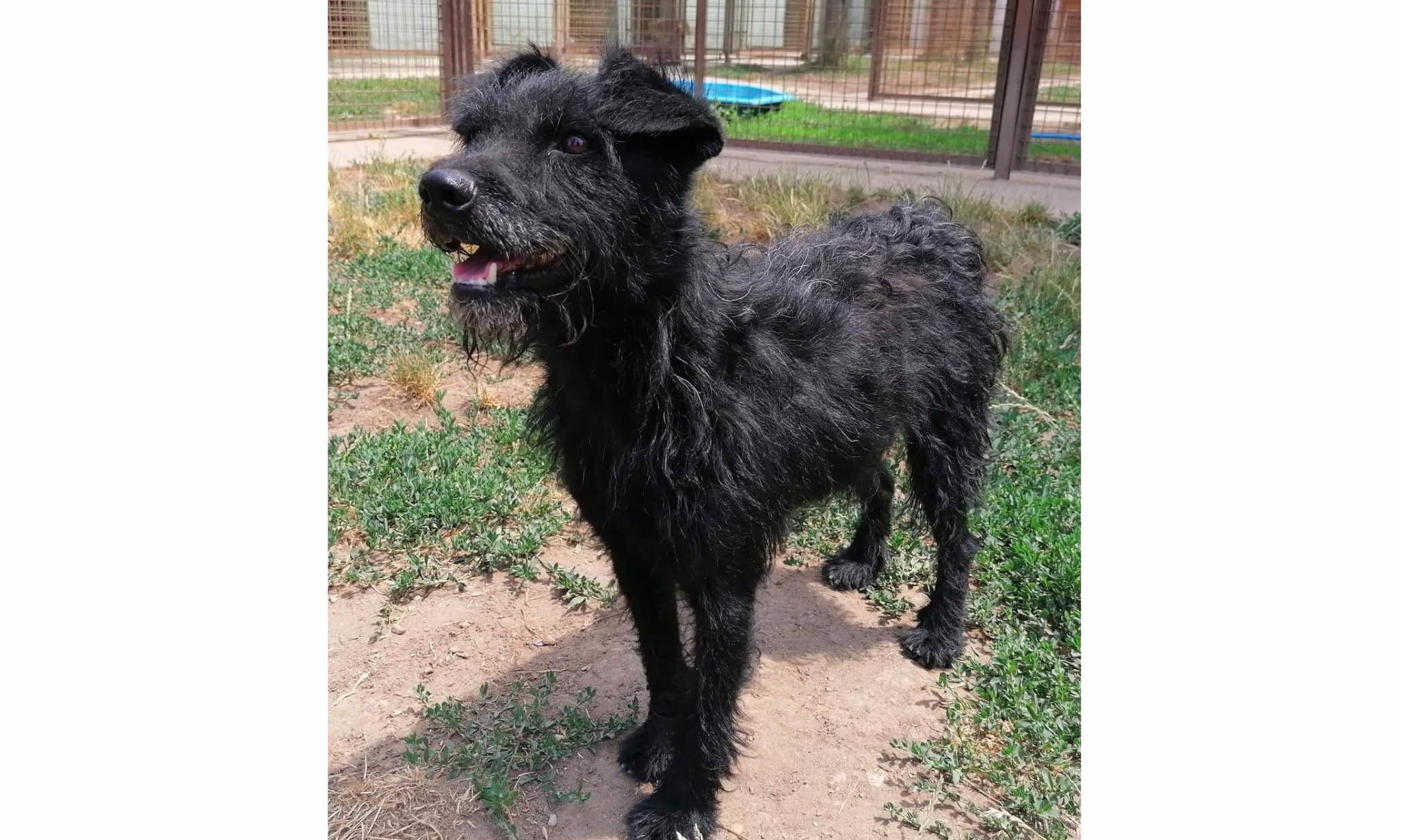 Hundehilfe Piroschka e.V.